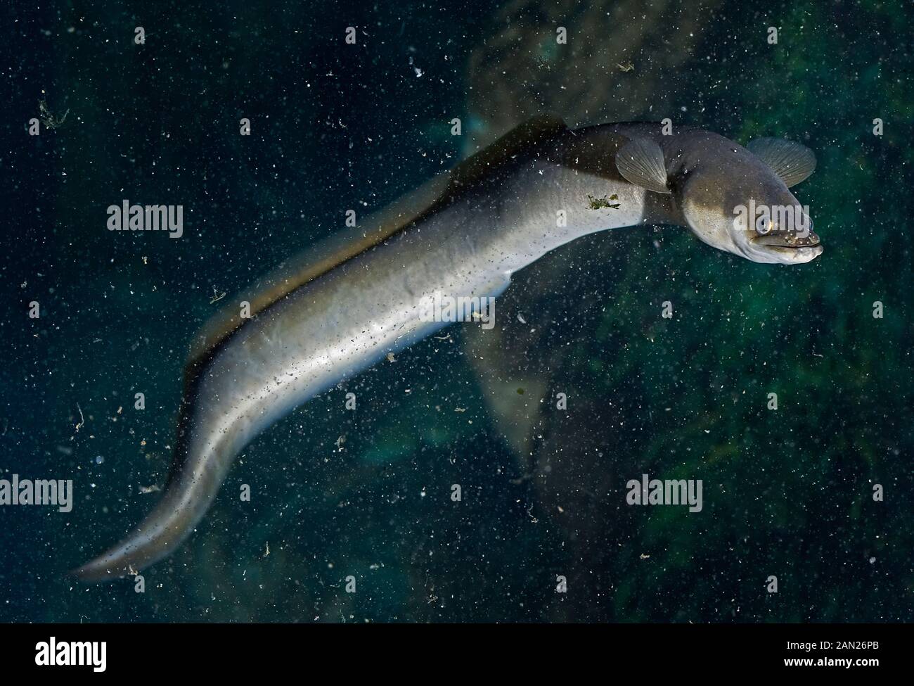 Anguilla High Resolution Stock Photography and Images - Alamy