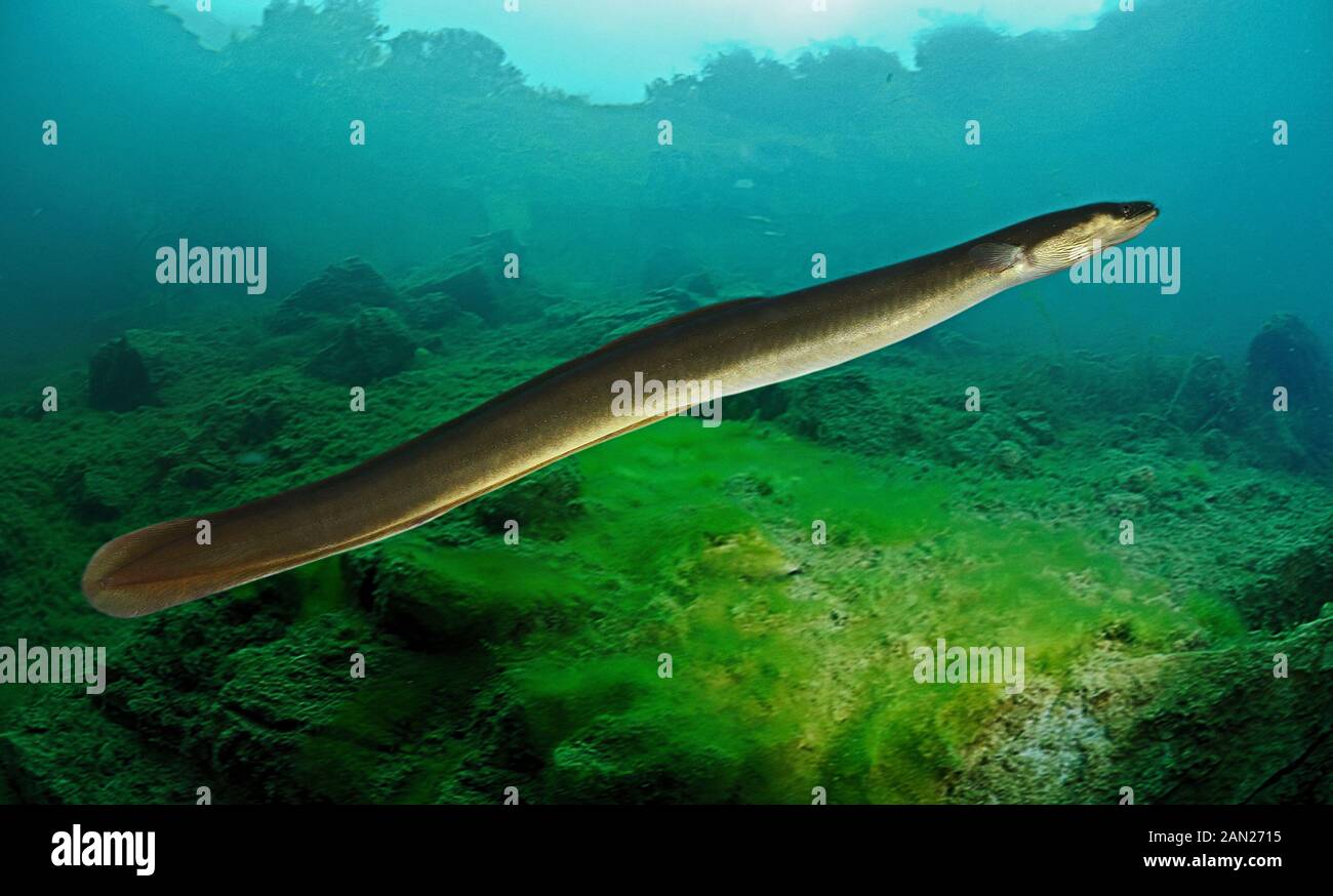 Anguilla Rostrata High Resolution Stock Photography and Images - Alamy