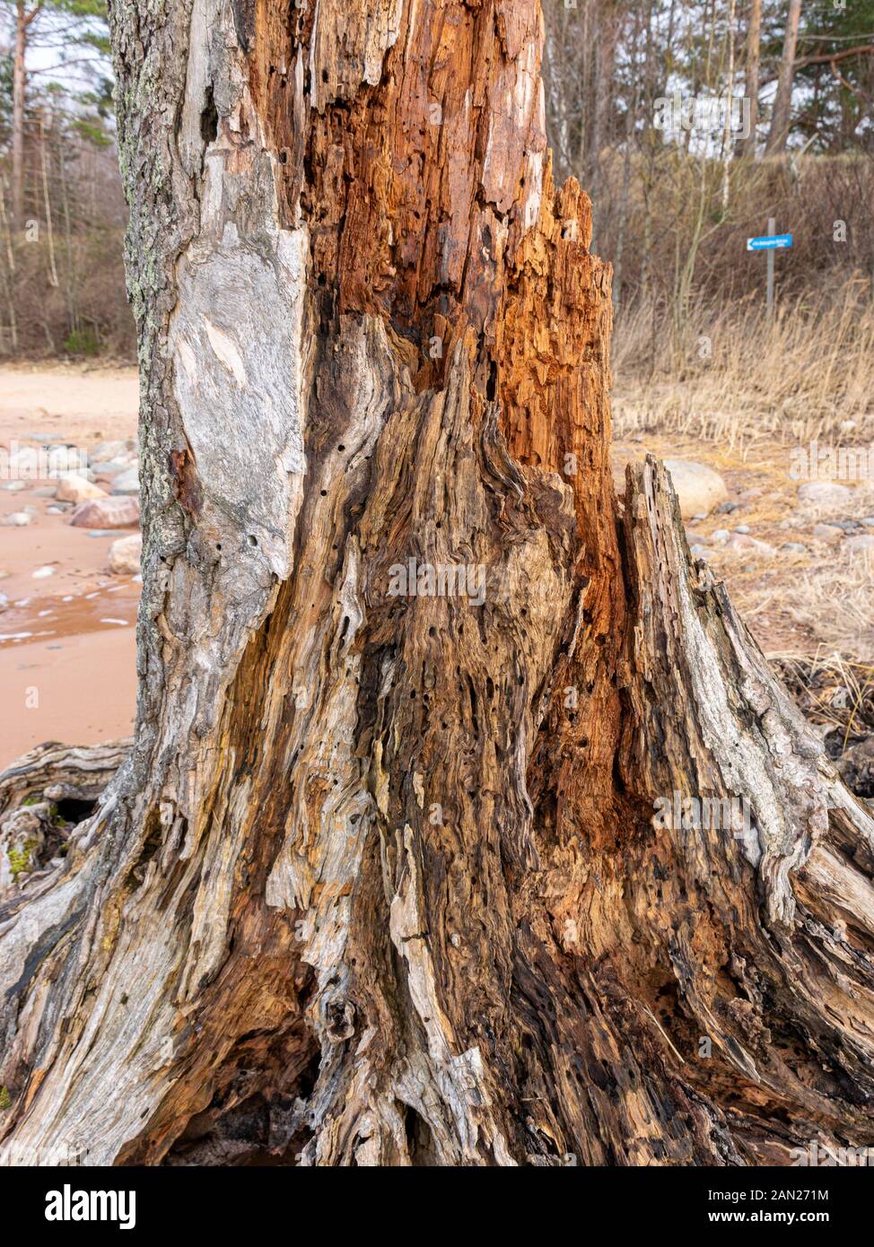 picture with old wooden root, beautiful wood texture, seashore Stock ...
