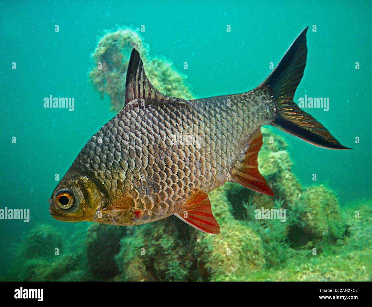 Fish Basins High Resolution Stock Photography and Images - Alamy