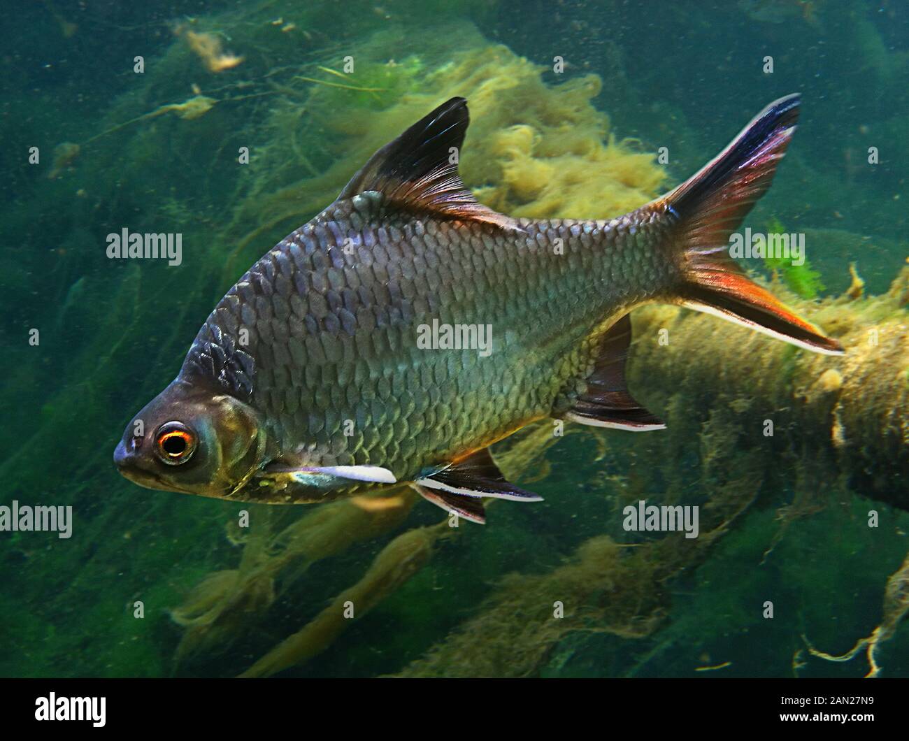 Barb Fish High Resolution Stock Photography and Images - Alamy