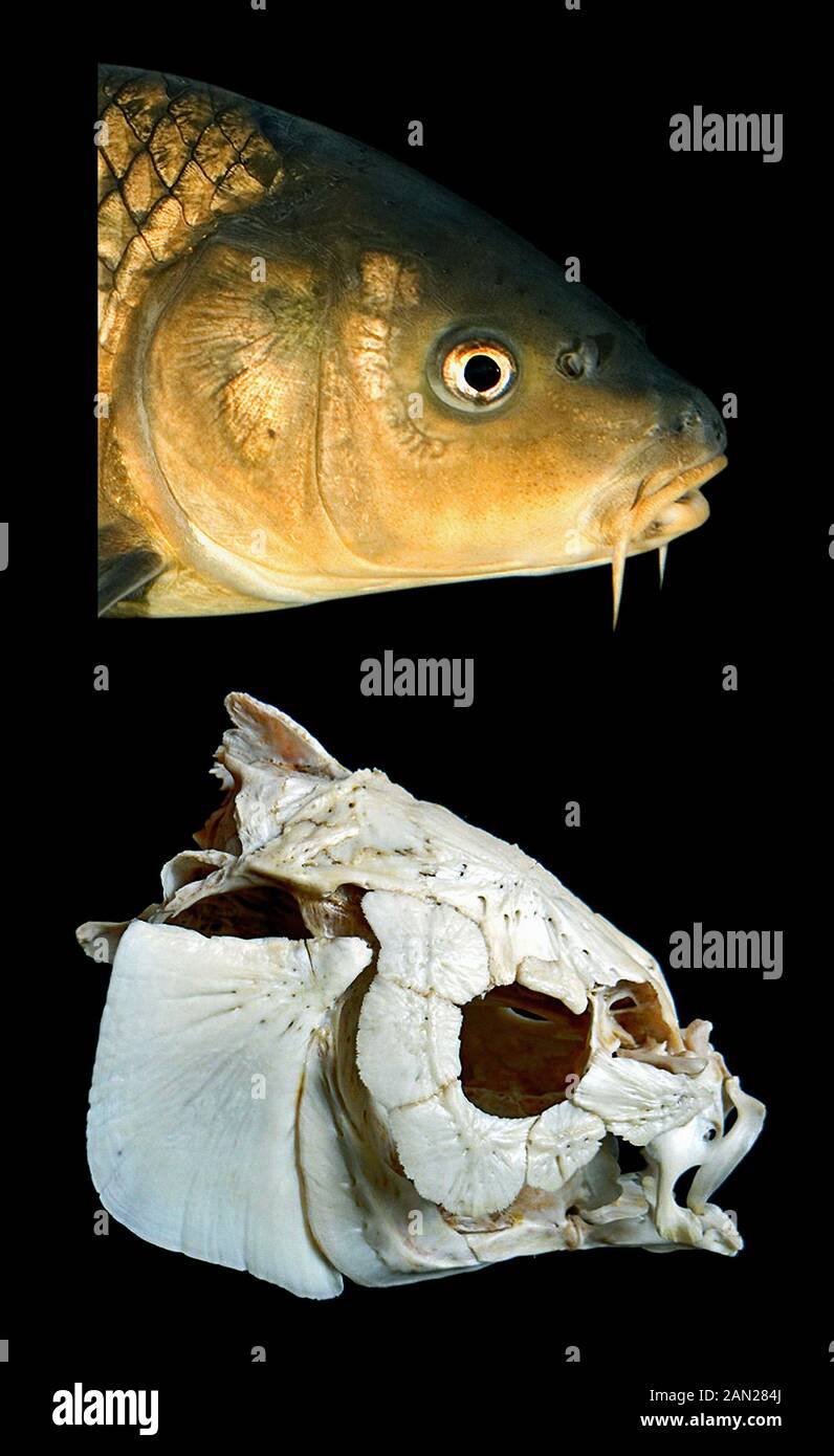 Carp Food High Resolution Stock Photography and Images - Alamy