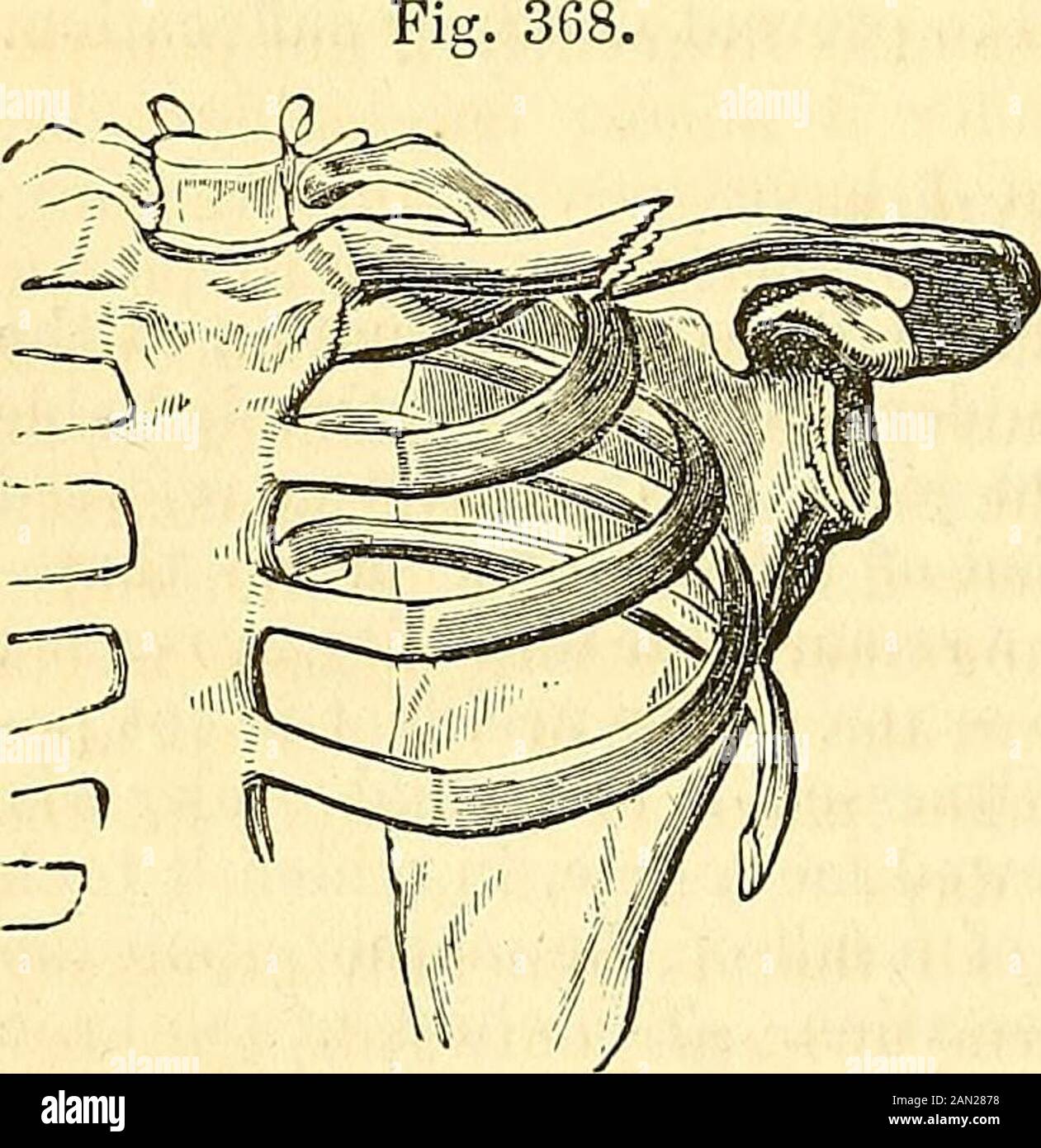 Acromial end hi-res stock photography and images - Alamy