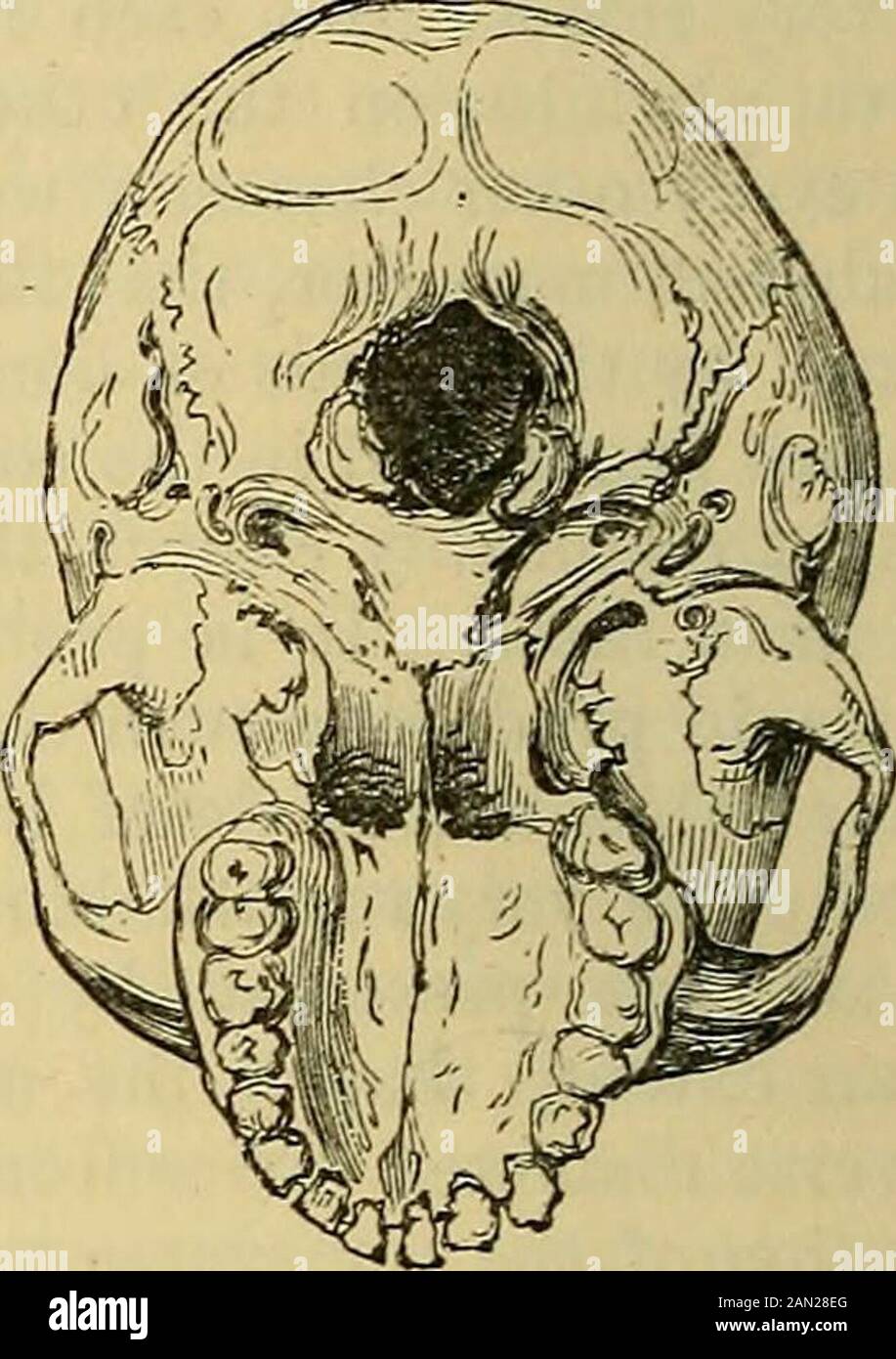 Carpenter's principles of human physiology . Profile and basal views of ...