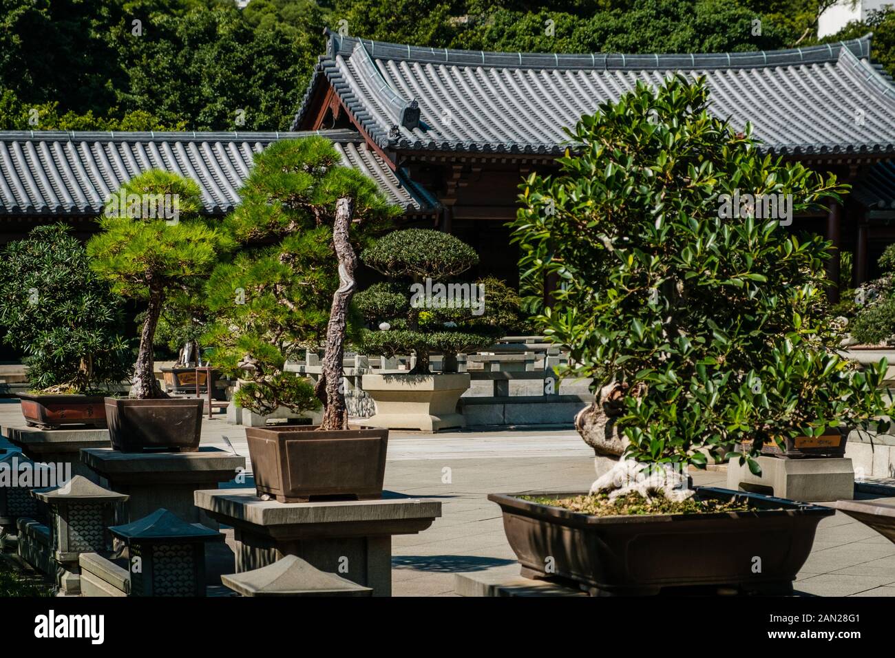 China tree bonsai hi-res stock photography and images - Alamy