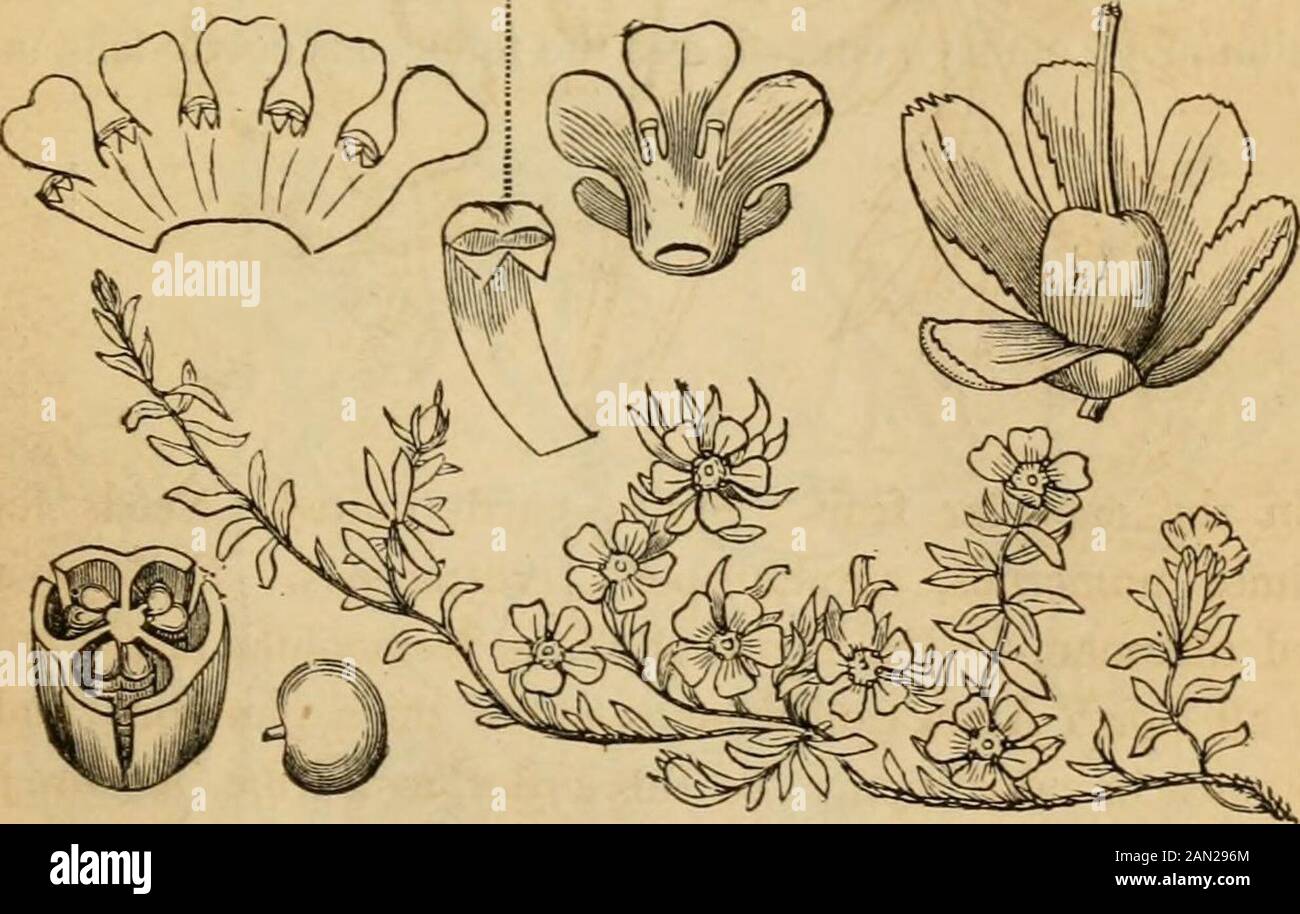 Introduction to structural and systematic botany, and vegetable ...