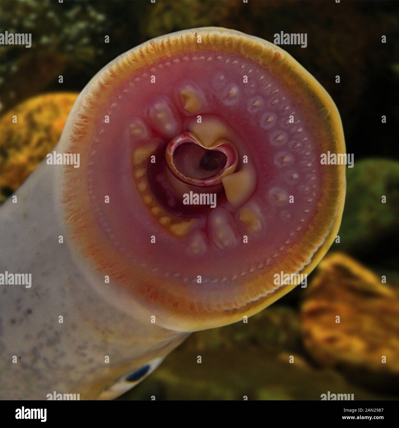 Lamprey Mouth High Resolution Stock Photography and Images - Alamy