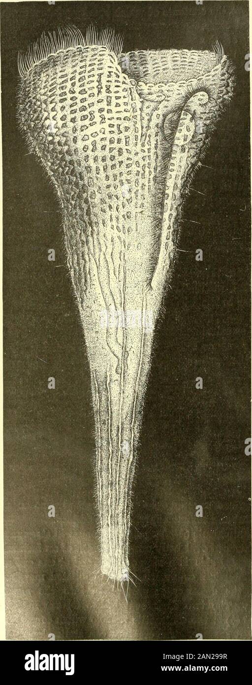 The royal natural history . 1!inch). 566 THE LOWEST ANIMALS.. ROSELs ...