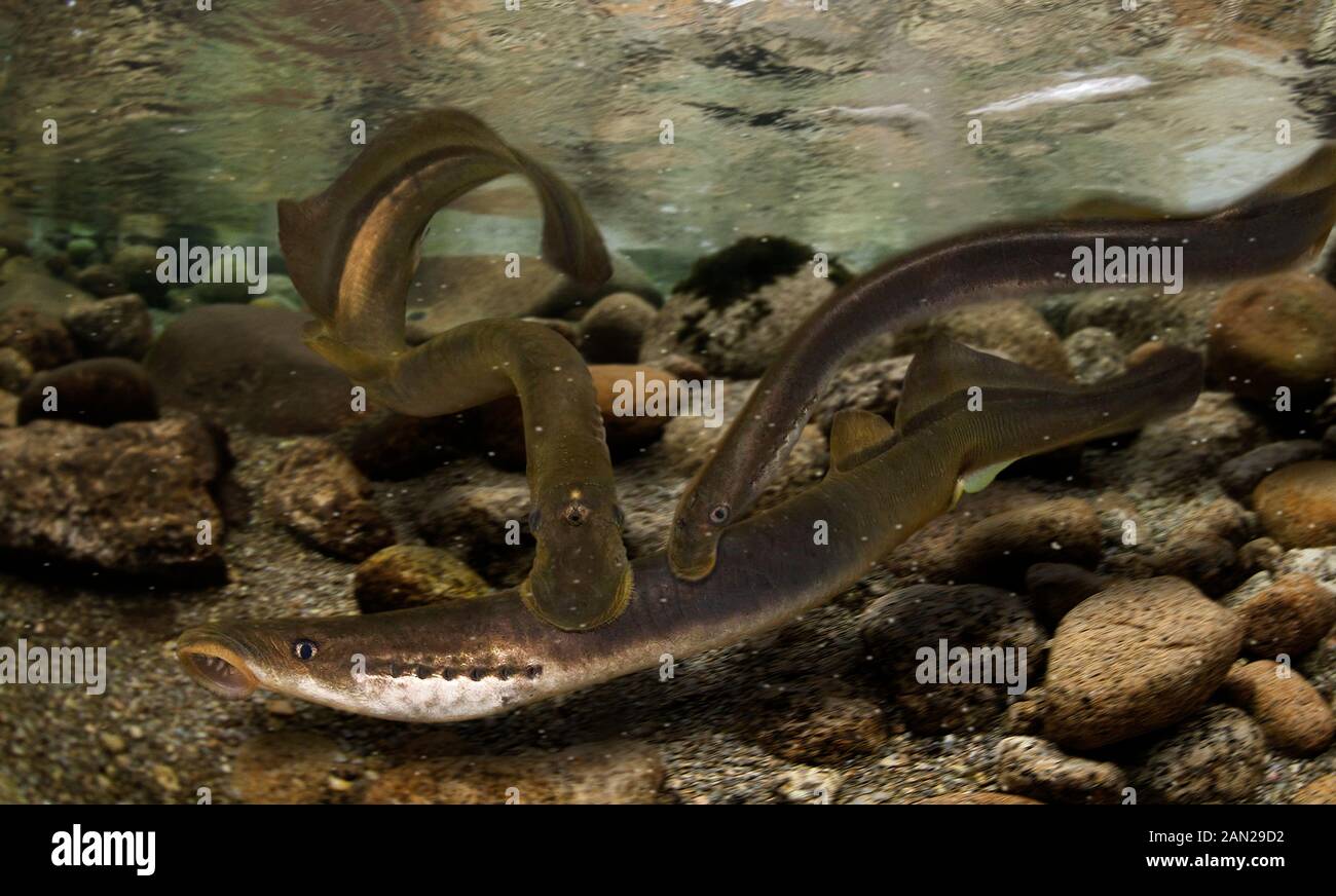 Brook Lamprey High Resolution Stock Photography and Images - Alamy