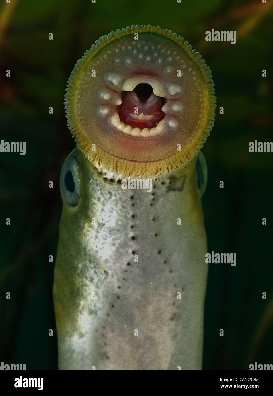 Brook Lamprey High Resolution Stock Photography and Images - Alamy