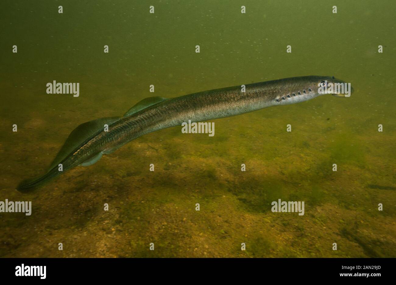 Lampetra High Resolution Stock Photography and Images - Alamy