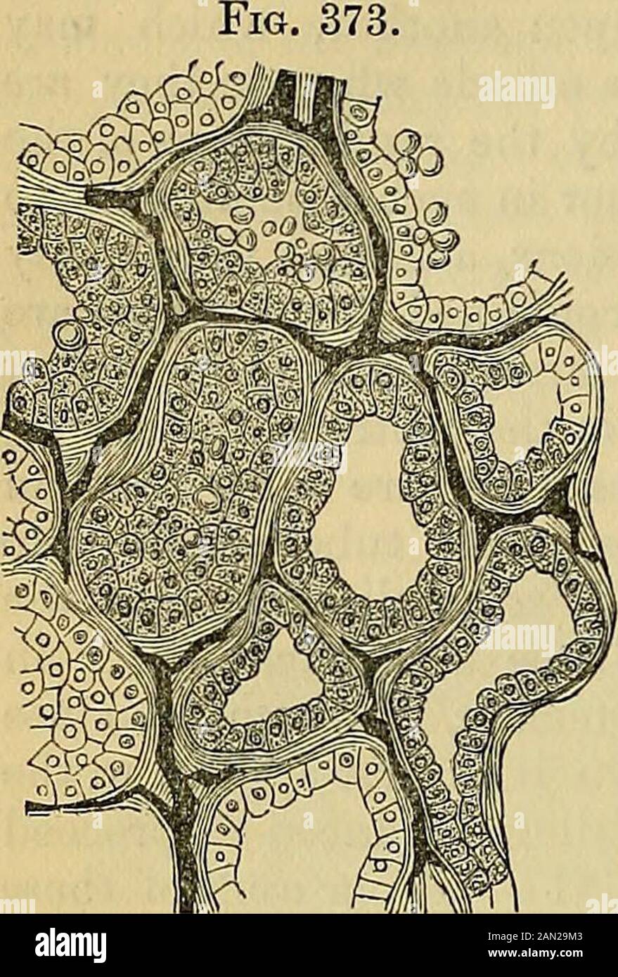 Carpenter's principles of human physiology . 968 OF GENERATION ...