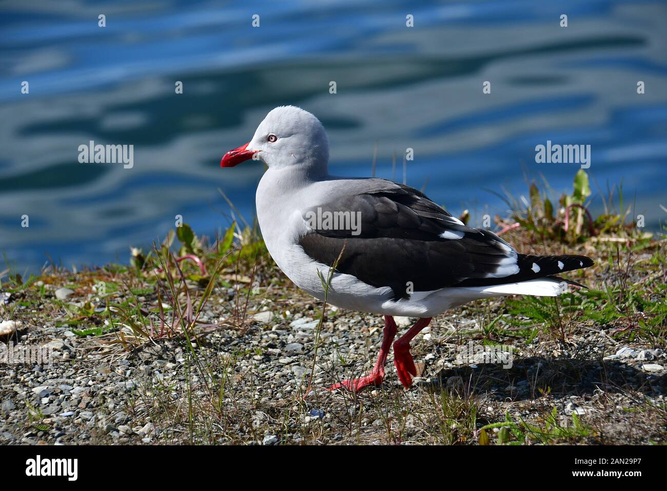 dolphin gull, Leucophaeus scoresbii, Blutschnabelmöwe, Ushuaia, Tierra ...