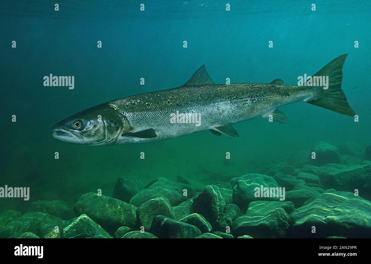 River Bottom Fish High Resolution Stock Photography and Images - Alamy