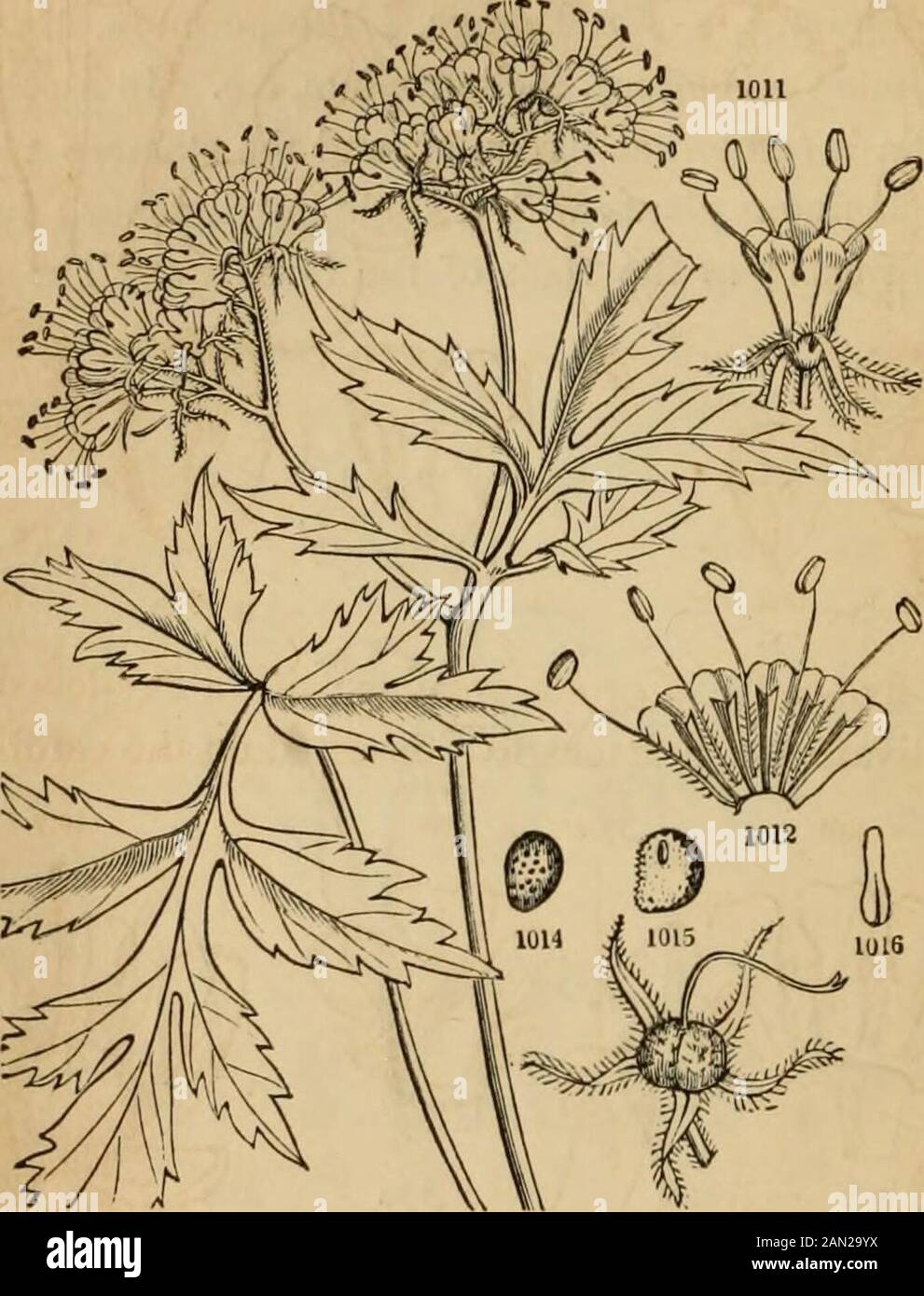 Introduction to structural and systematic botany, and vegetable ...