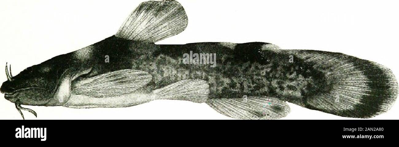 Noturus exilis Cut Out Stock Images & Pictures - Alamy