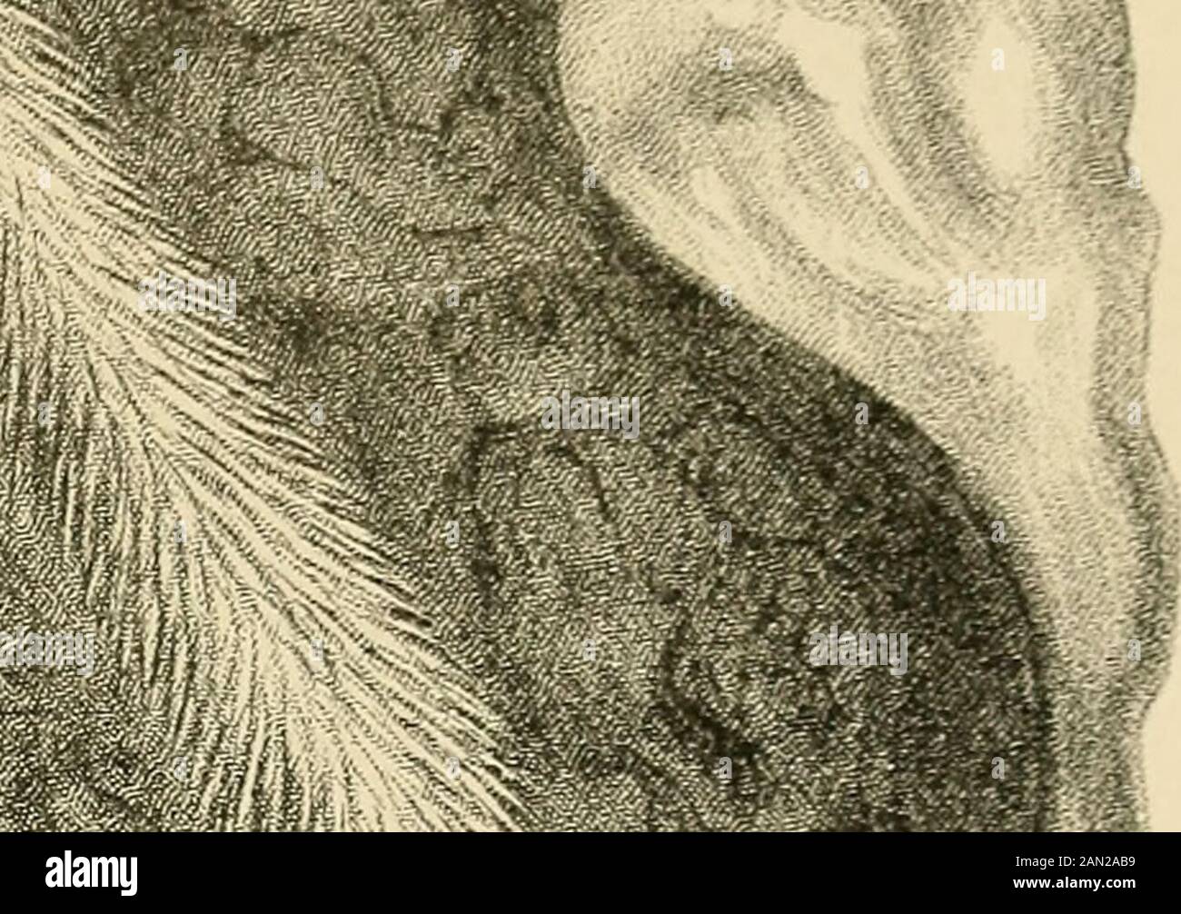 Clinical lectures on stricture of the urethra and other disorders of ...