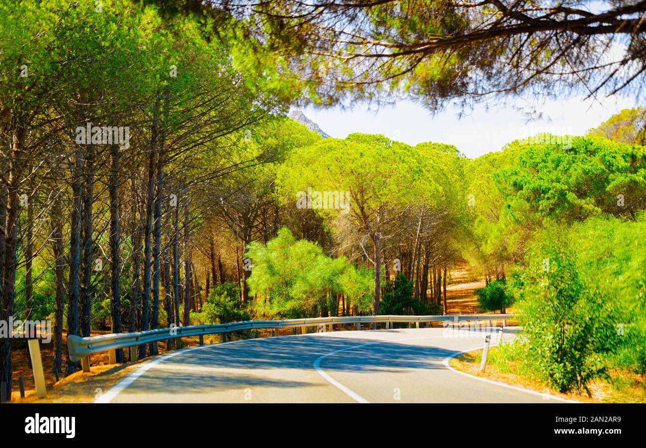 Empty road without cars and green forest in Sardinia reflex Stock Photo ...