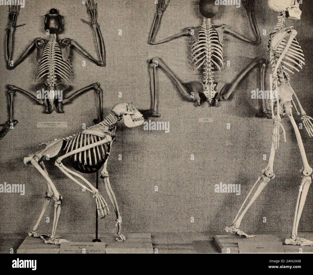 Cynognathus High Resolution Stock Photography and Images - Alamy