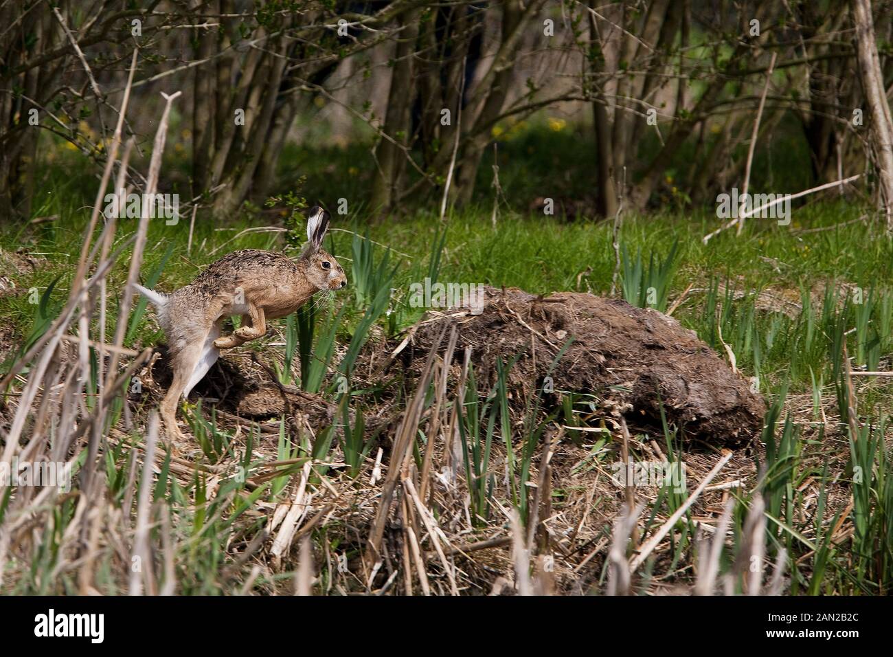 Hare leaping hi-res stock photography and images - Alamy