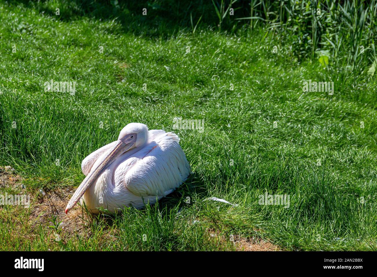 Sleeping pelican hi-res stock photography and images - Alamy