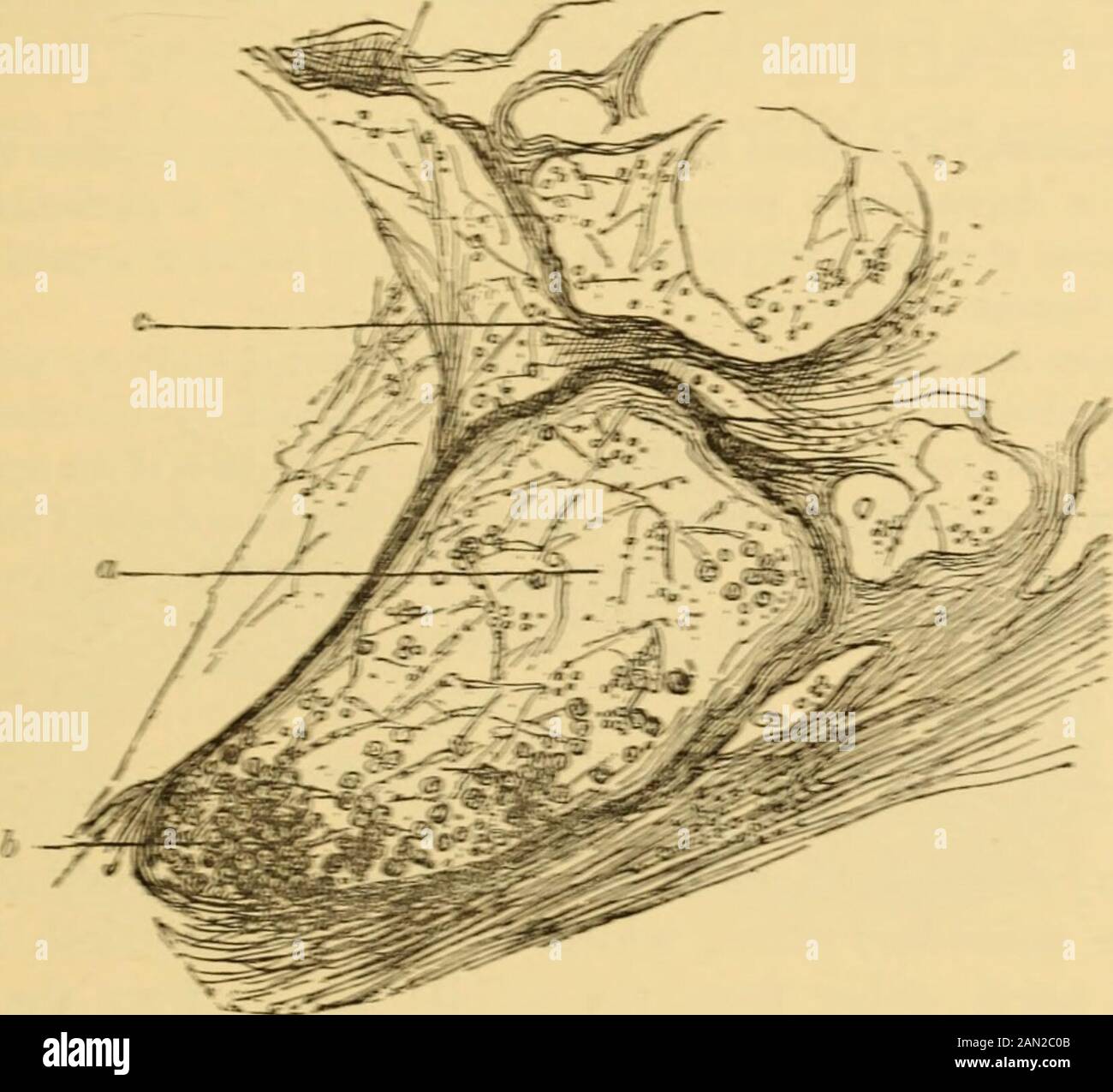 Necroscopy hi-res stock photography and images - Alamy