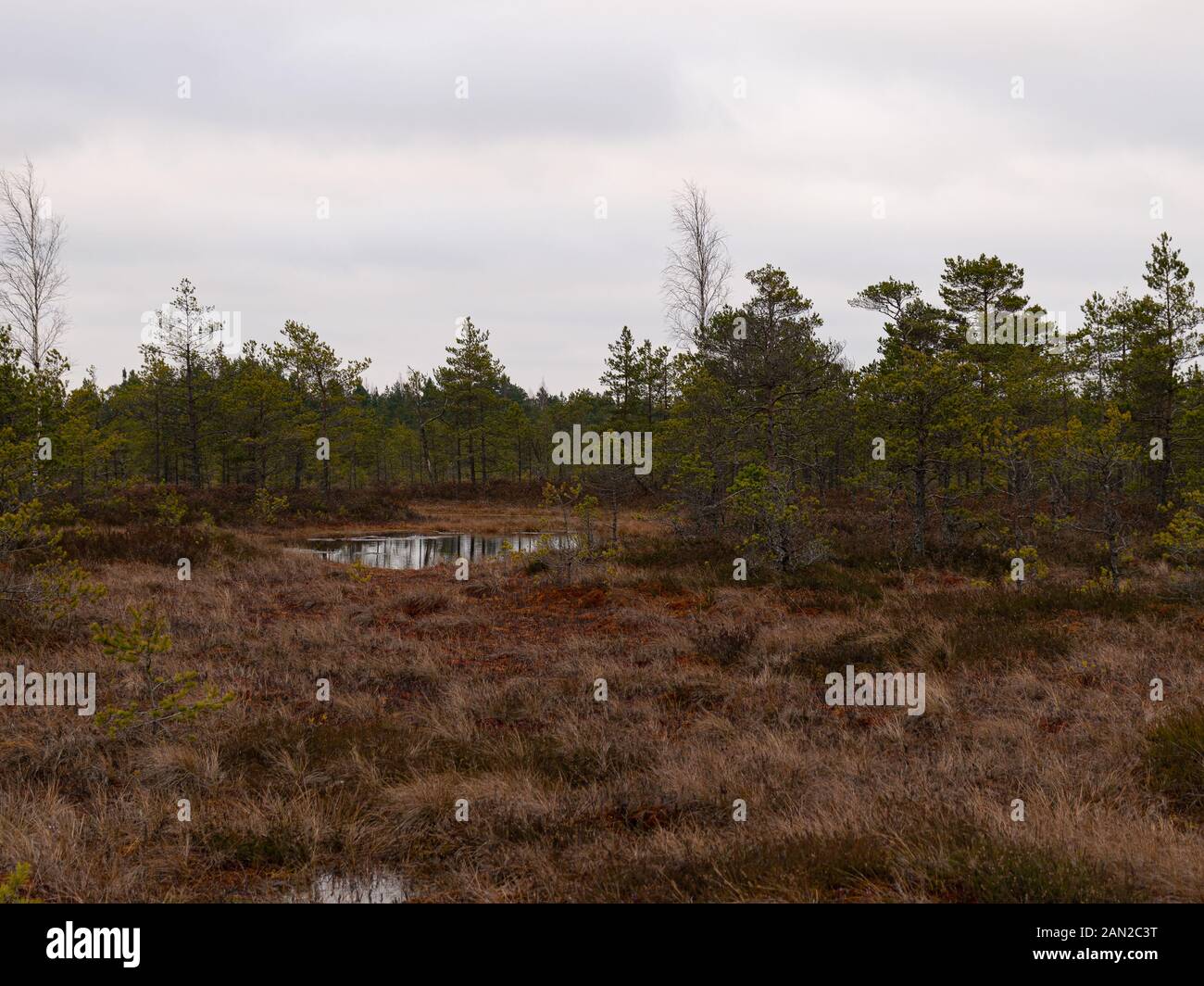 gloomy swamp landscape, grass, colorful moss and swamp pines, swamp ...