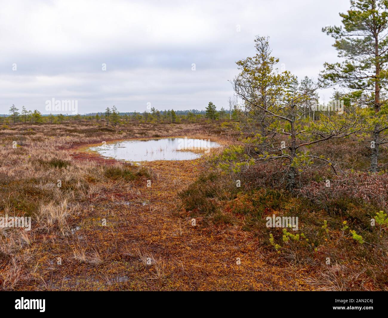 gloomy swamp landscape, grass, colorful moss and swamp pines, swamp ...