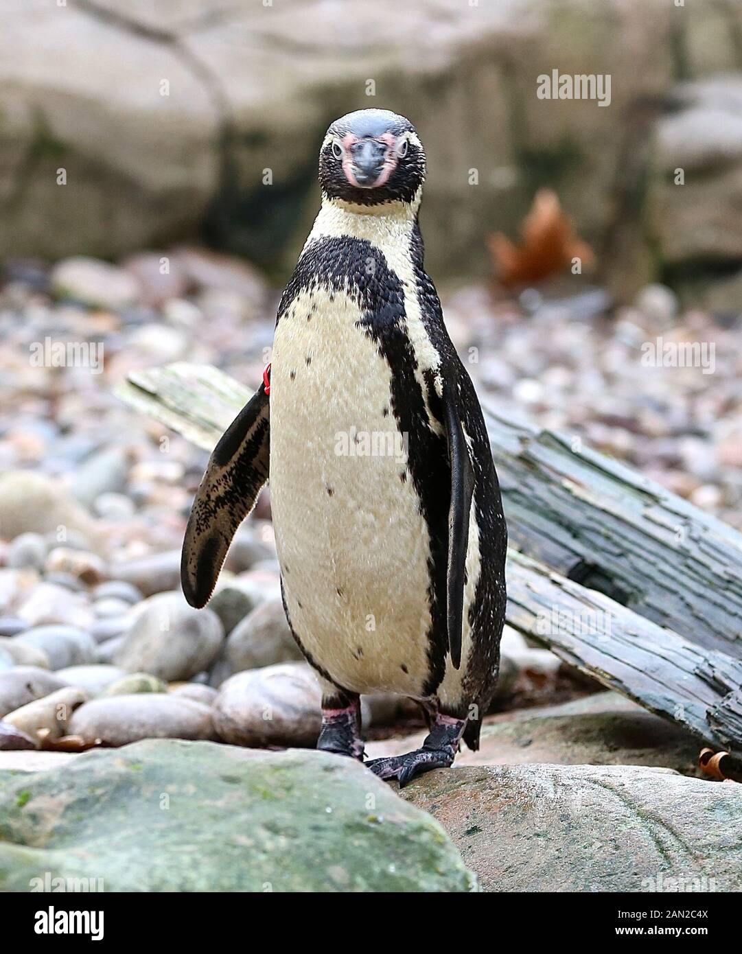 Pinguino zoo hi-res stock photography and images - Alamy