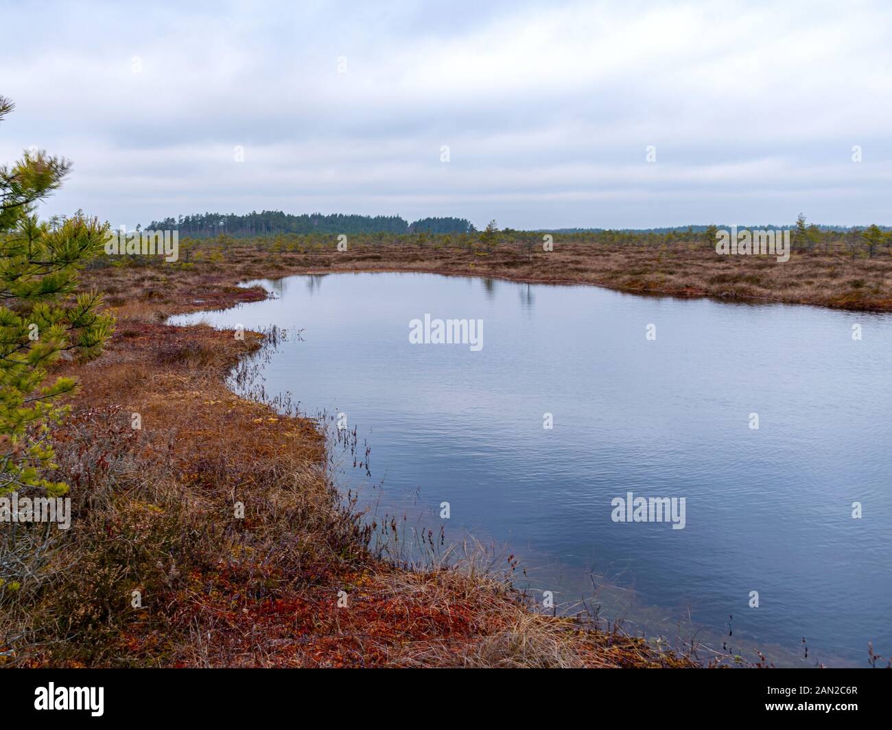 gloomy swamp landscape, grass, colorful moss and swamp pines, swamp ...