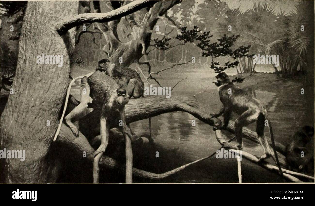 General guide to the exhibition halls of the American Museum of Natural ...