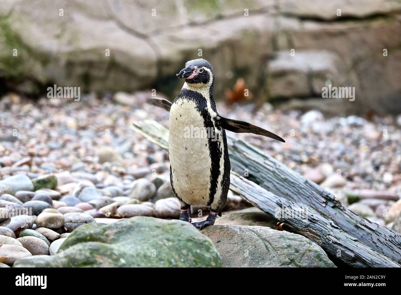 Mamal fish hi-res stock photography and images - Alamy