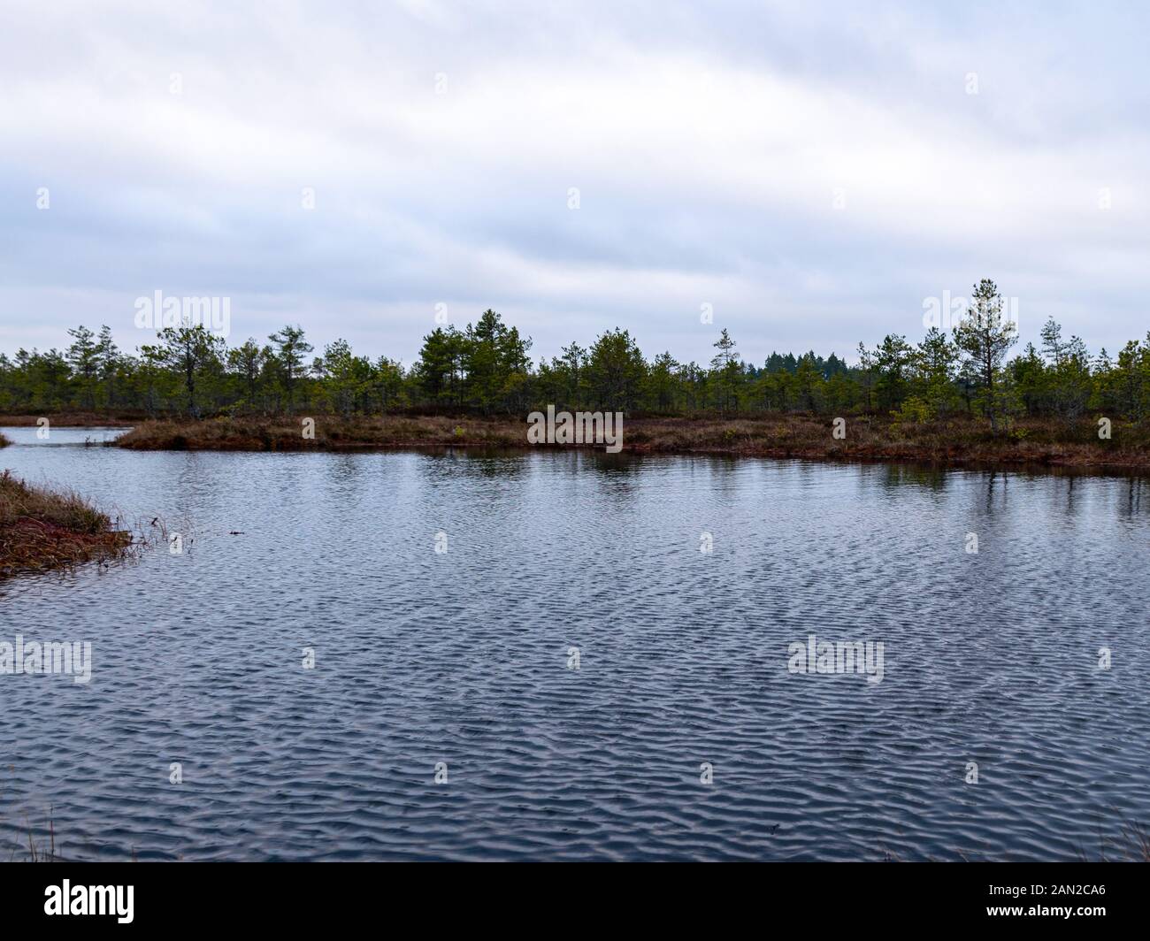 gloomy swamp landscape, grass, colorful moss and swamp pines, swamp ...