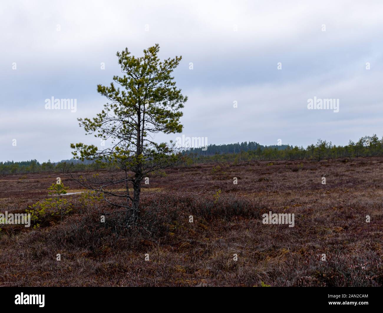 gloomy swamp landscape, grass, colorful moss and swamp pines, swamp ...