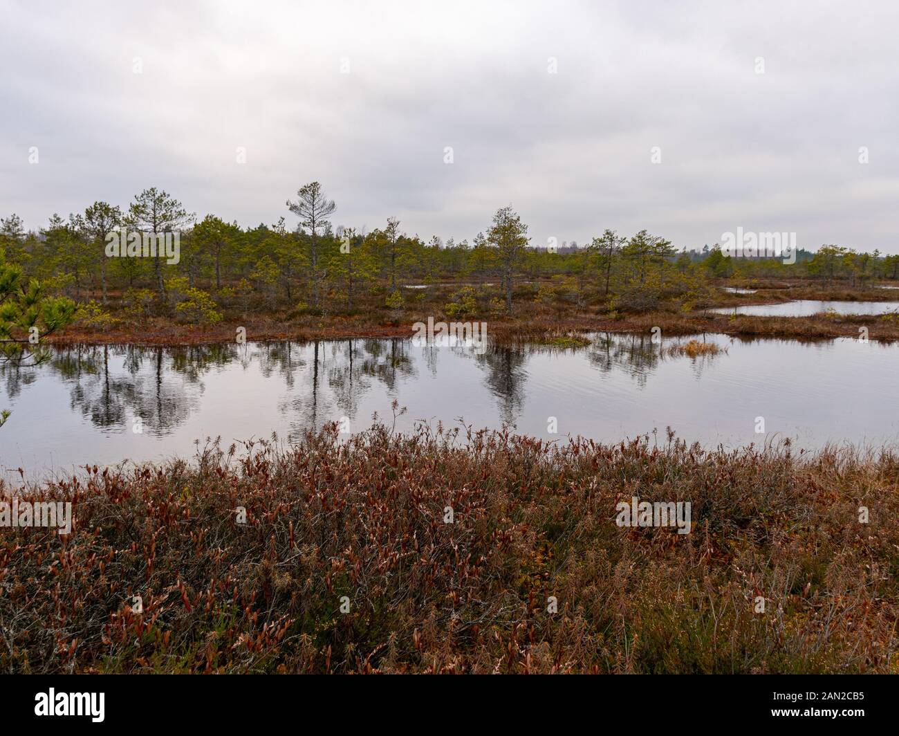 bog landscape with red mosses, small bog pines, small bog lakes and ...