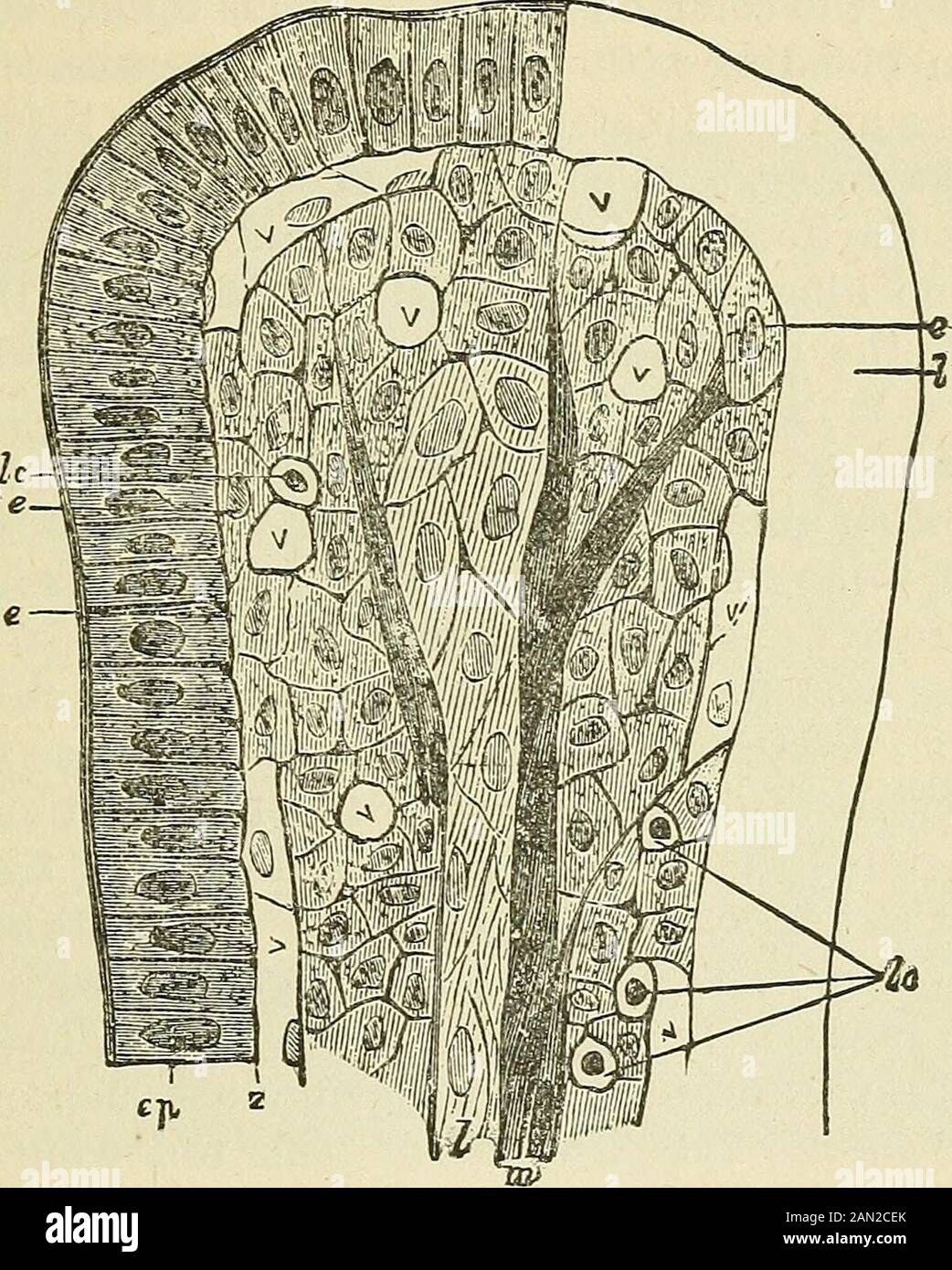 The laws and mechanics of circulation, with the principle involved in ...