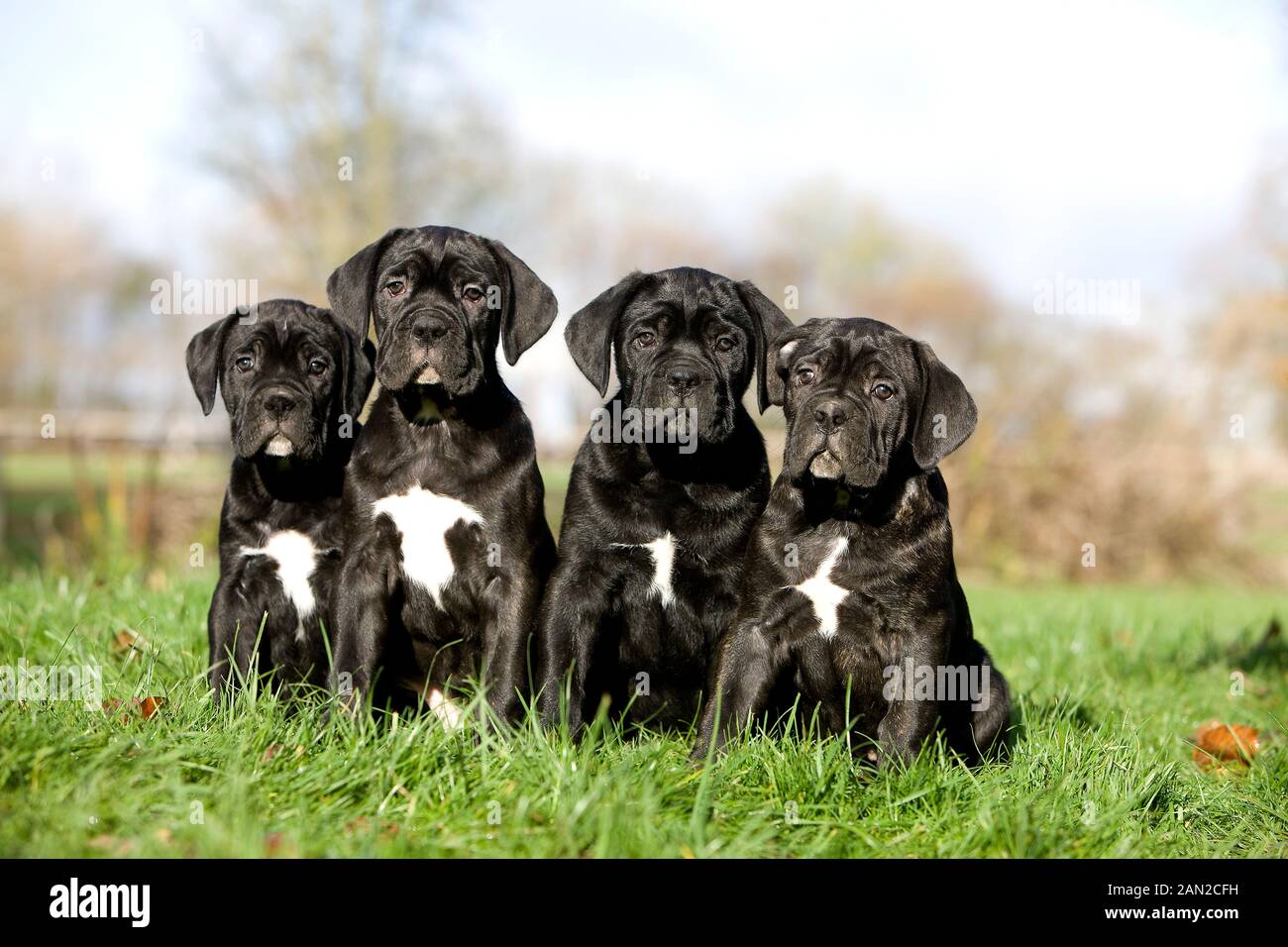 Cane Corso Italiano Puppies
