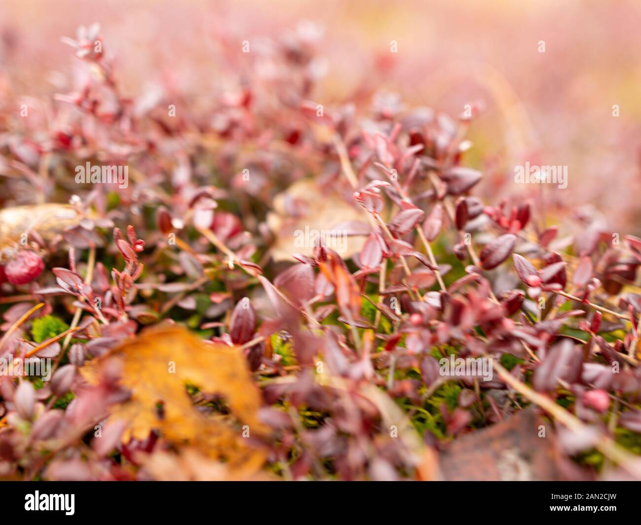 abstract image with bog plant fragments on a blurred background Stock ...