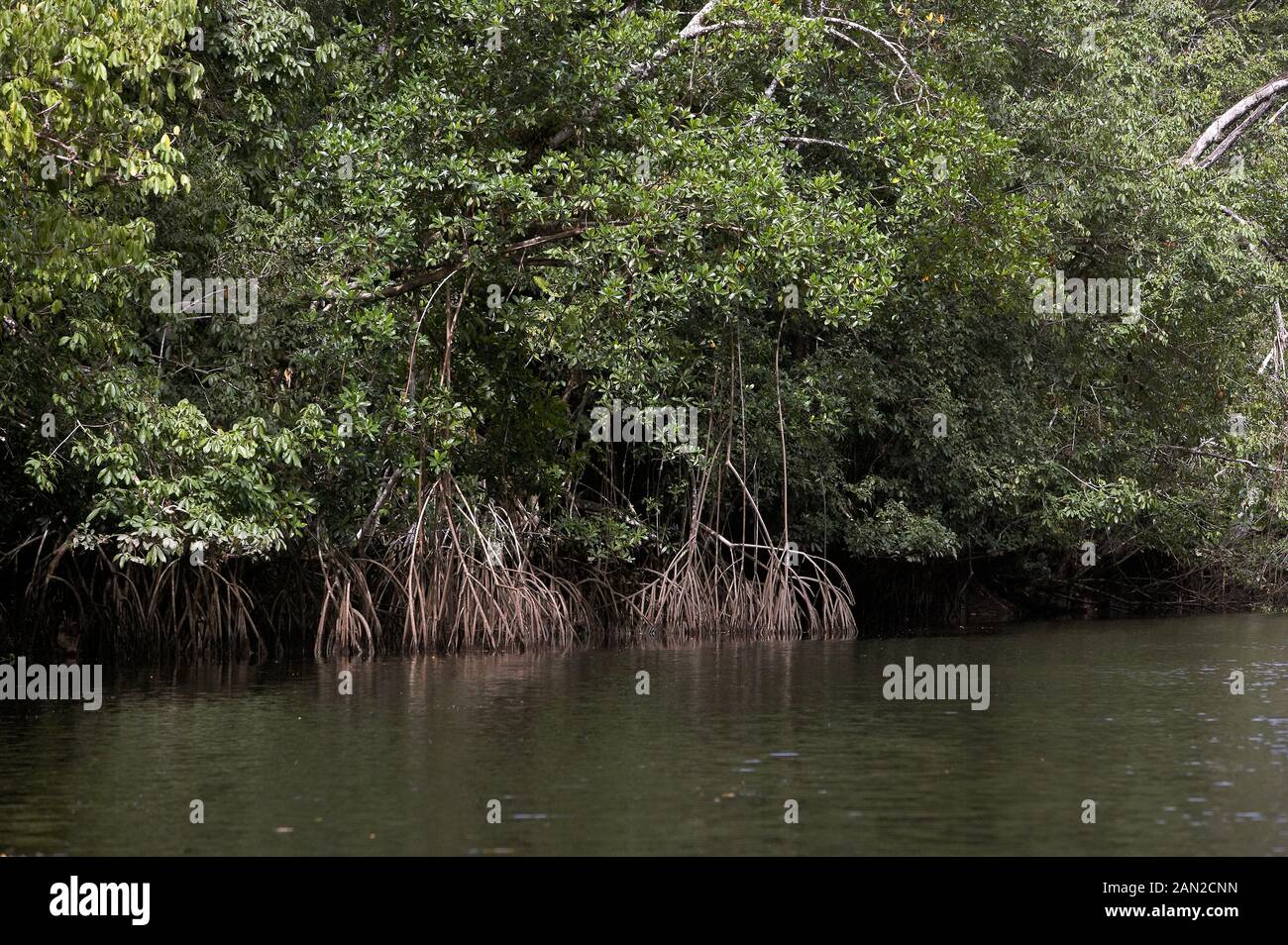 River forest in orinoco delta hi-res stock photography and images - Alamy