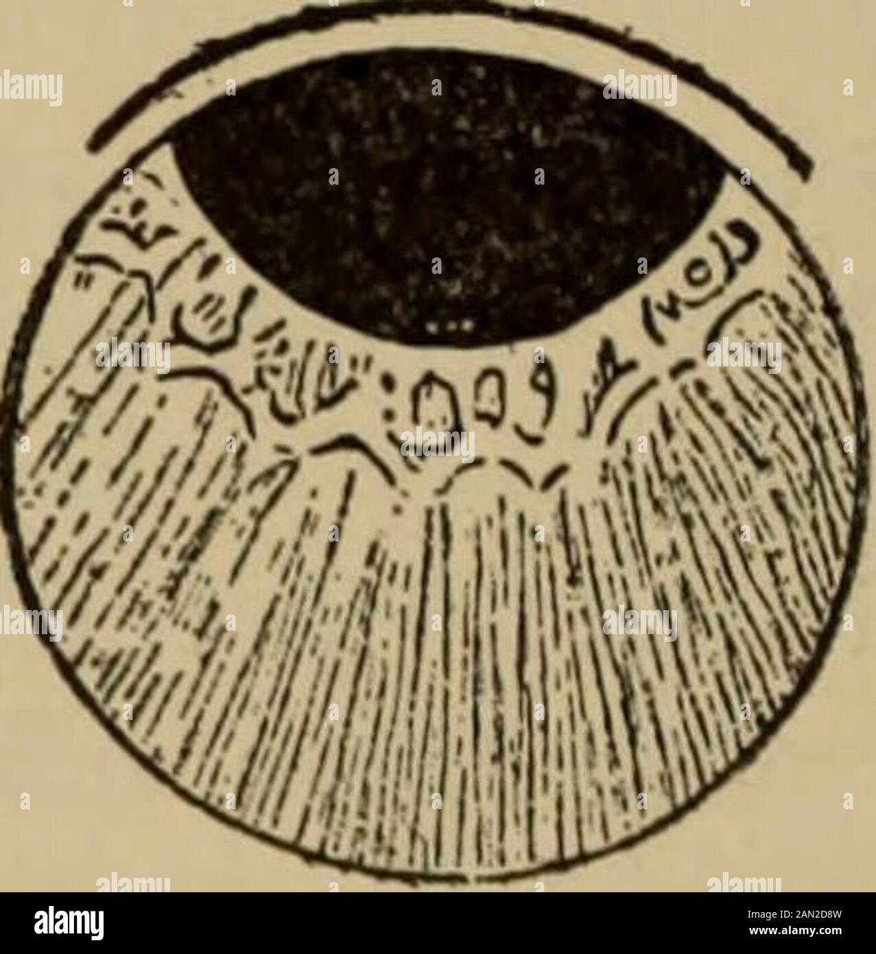 Text-book of ophthalmology . Fig. 406 Fig. 407 Fig. 406.—Position of ...