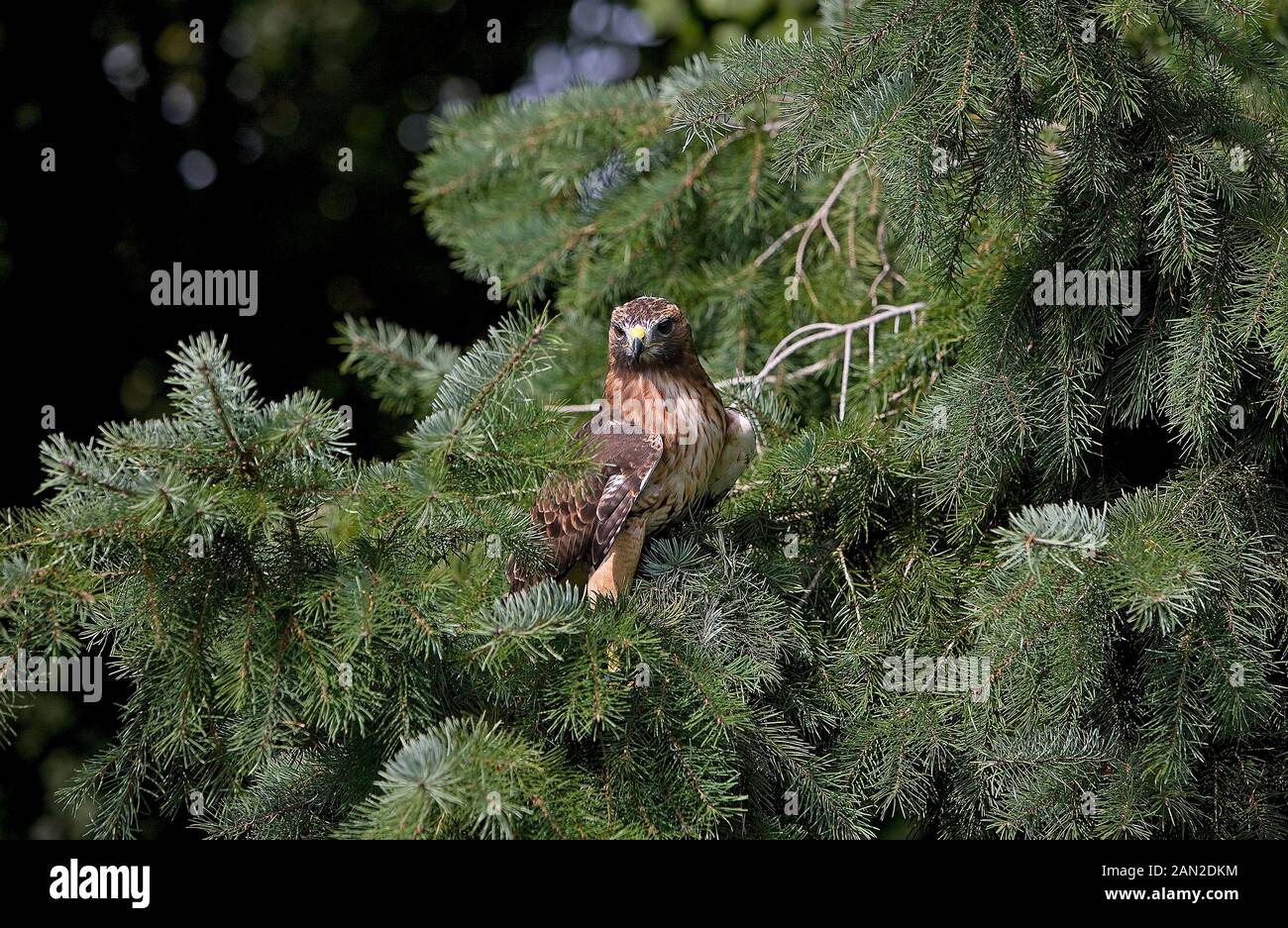 Red tailed hawk standing on hi-res stock photography and images - Alamy