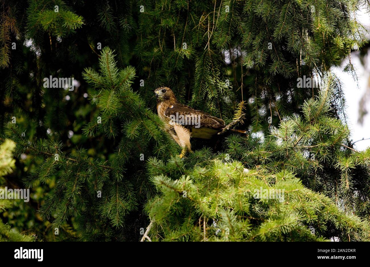 Red tailed hawk standing on hi-res stock photography and images - Alamy