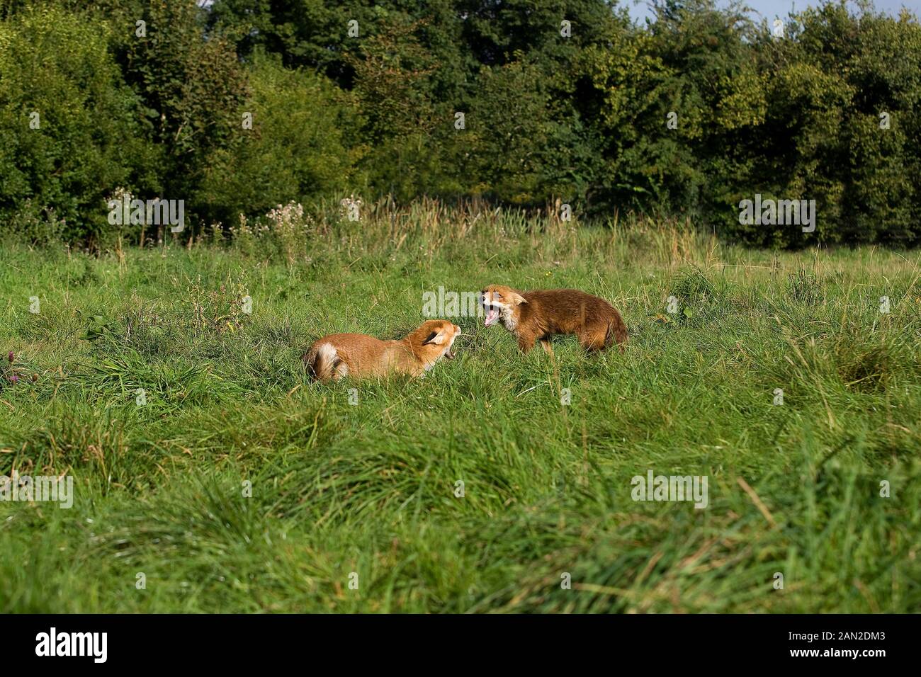 RED FOX vulpes vulpes, ADULT FIGHTING, NORMANDY IN FRANCE Stock Photo ...