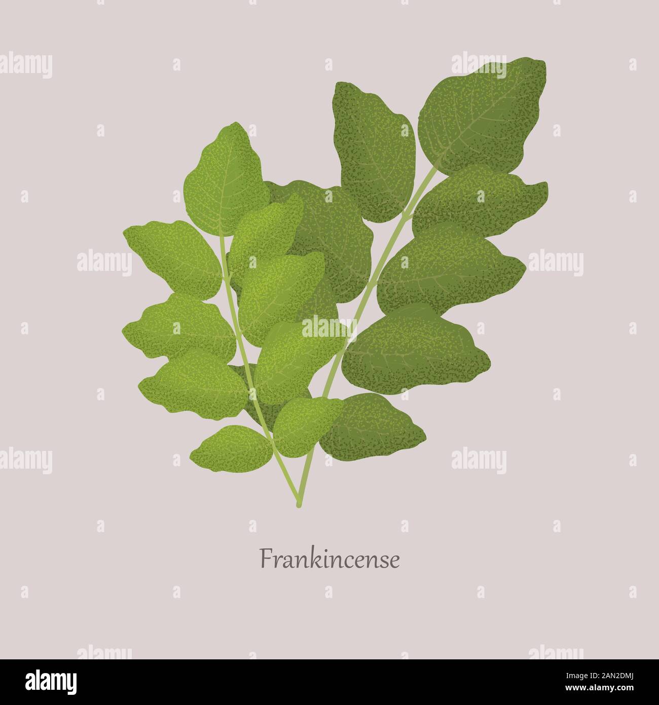 Indian frankincense tree Stock Vector Images - Alamy