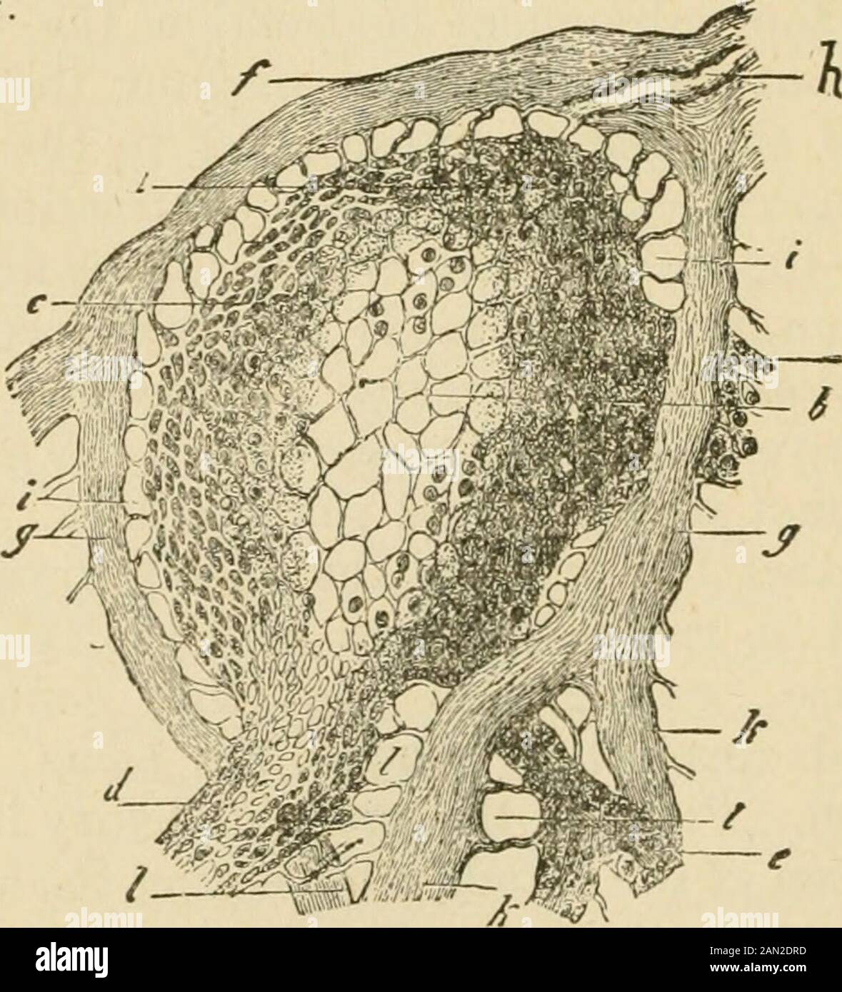 Lymph follicles hi-res stock photography and images - Alamy
