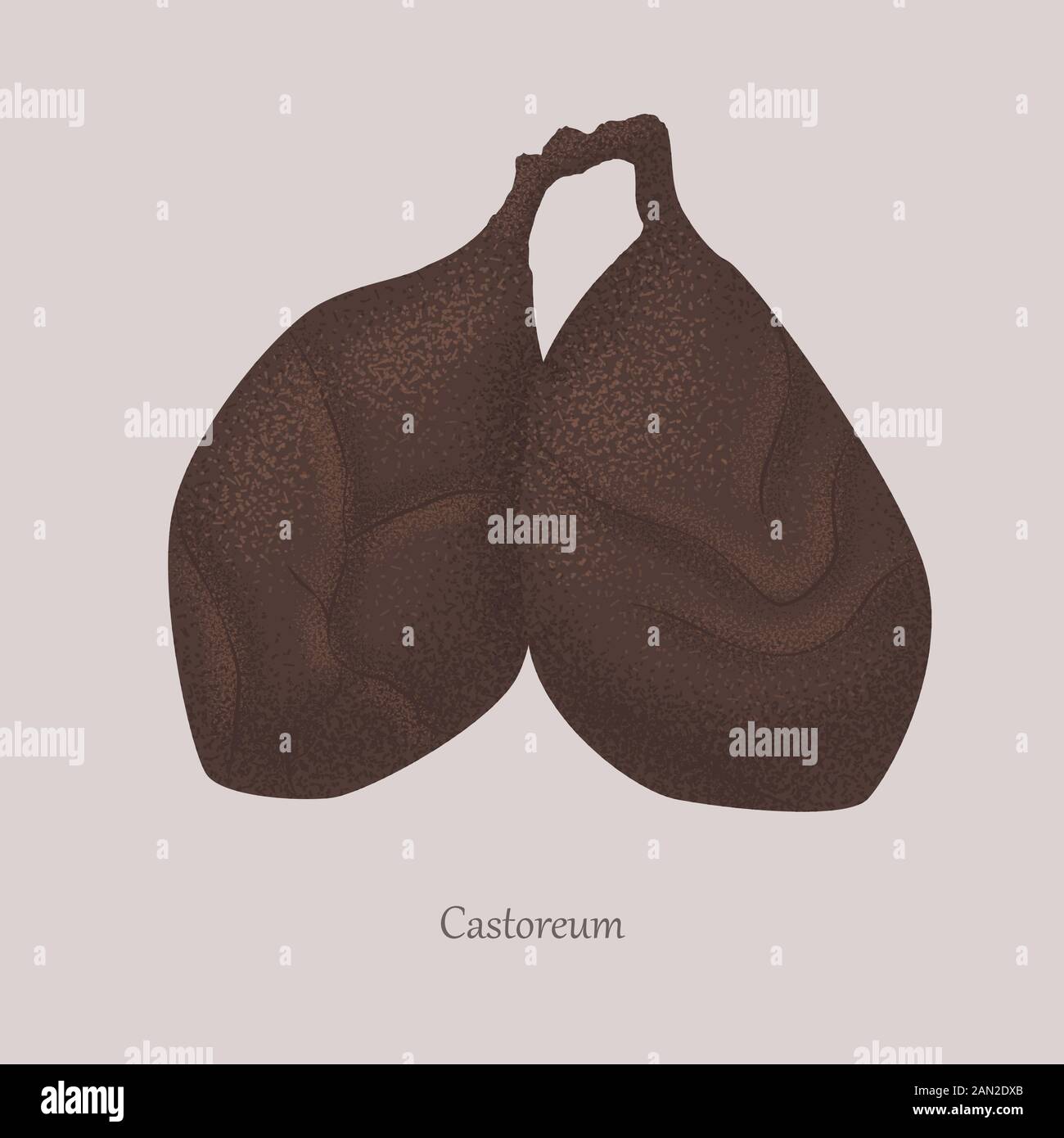 Beaver castoreum hi-res stock photography and images - Alamy