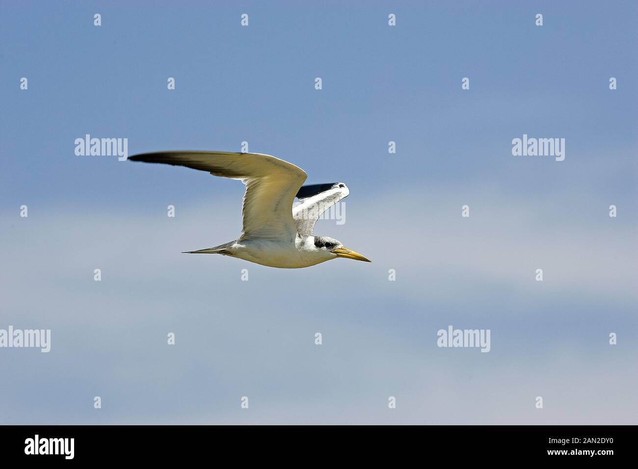 LARGE-BILLED TERN phaetusa simplex, ADULT IN FLIGHT, LOS LIANOS IN ...