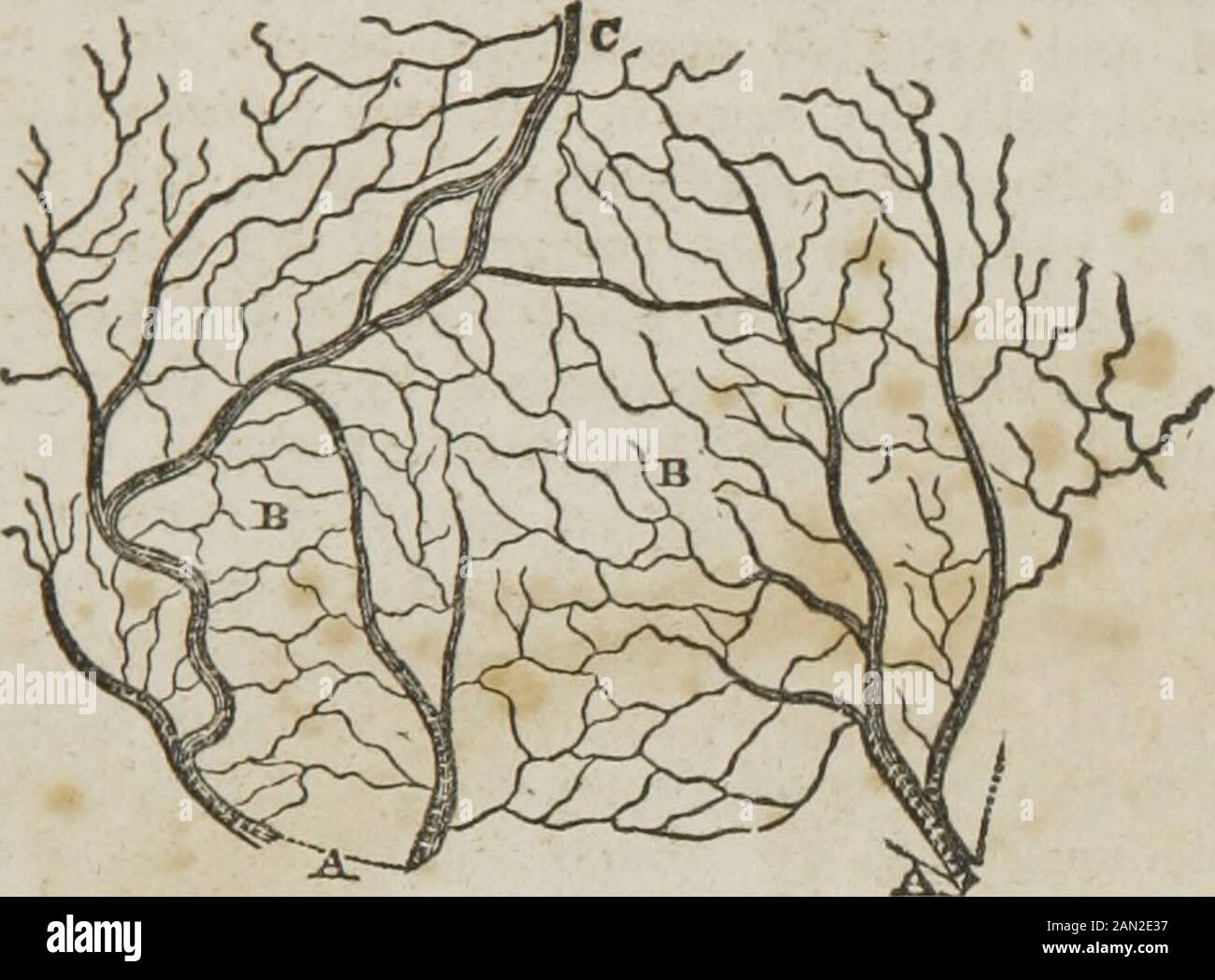 Clusters of blood vessels hi-res stock photography and images - Alamy