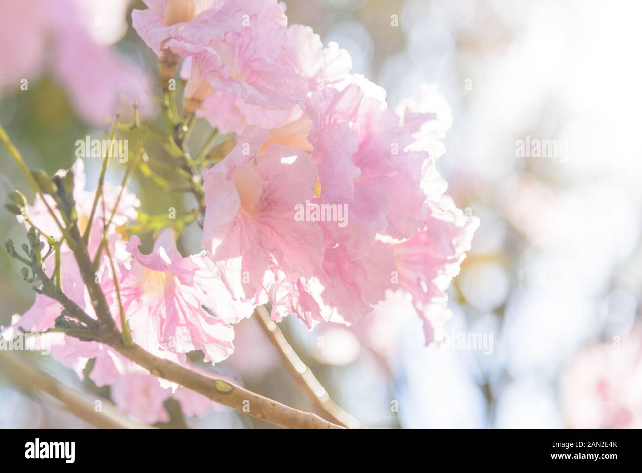 Pink tecoma tree hi-res stock photography and images - Alamy