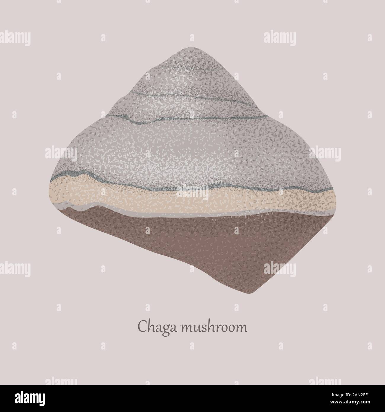 Chaga is a medical mushroom forming on trees Stock Vector Image & Art ...